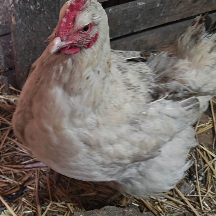 Куры несушки