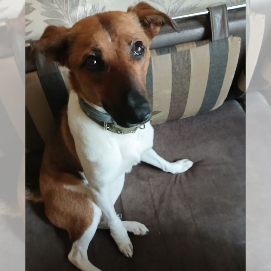 Жуля в добрые ручки, небольшая собака