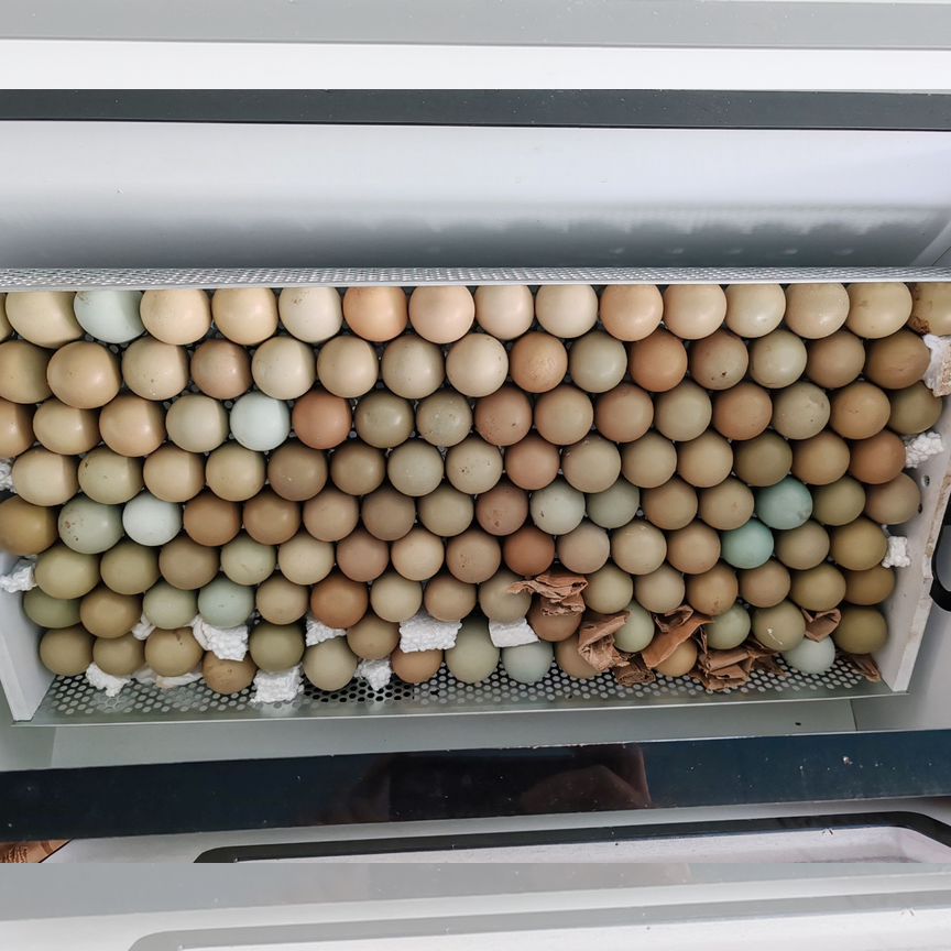 Инкубационное яйцо Румынского фазана