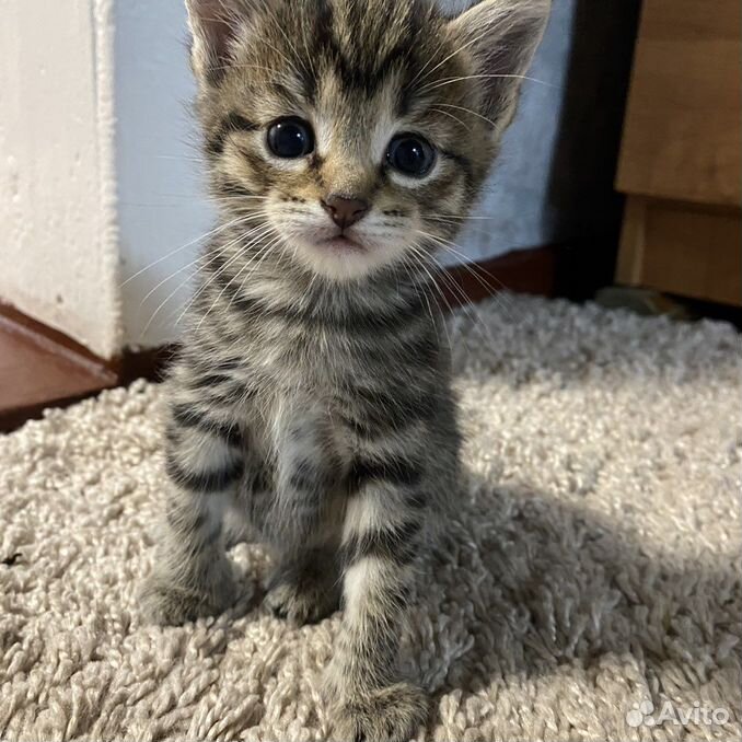 Котенок майн кун