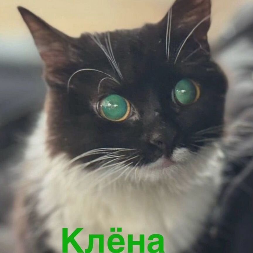 Кошечка