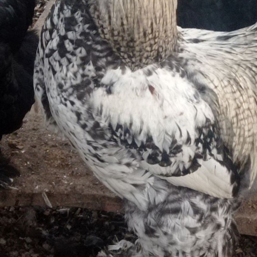 Петухи породы брама