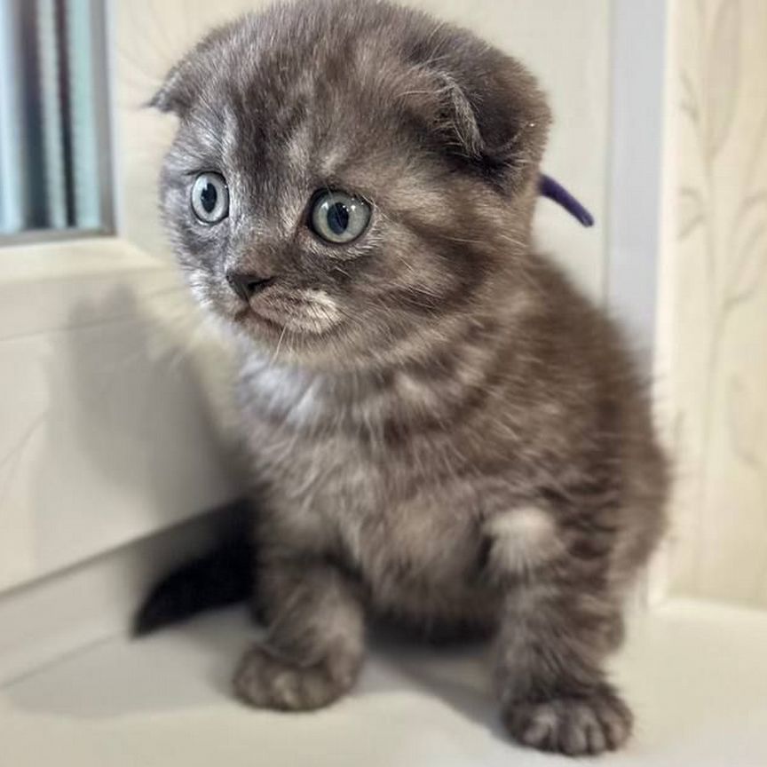 Шотландский вислоухий короткошёрстный котёнок