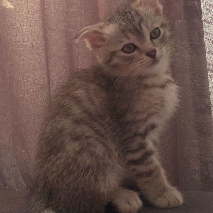 Шотландский вислоухий короткошёрстный котёнок