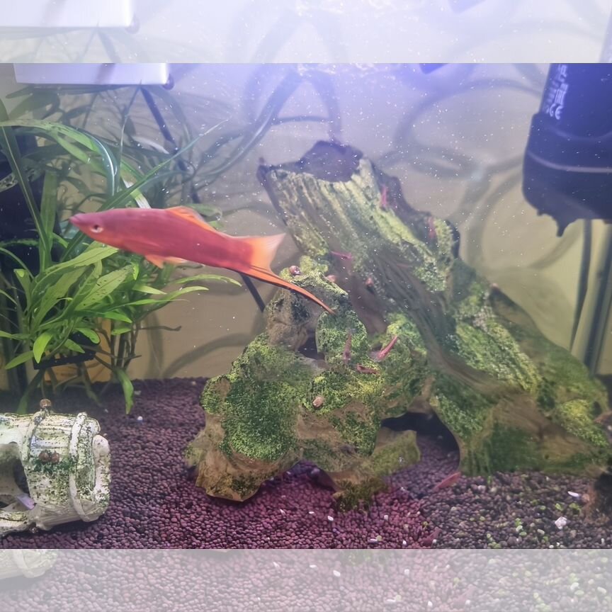 Креветки вишня меченосец-водоросли