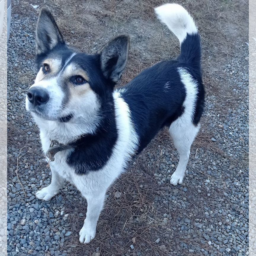 Взрослый пёс в добрые руки