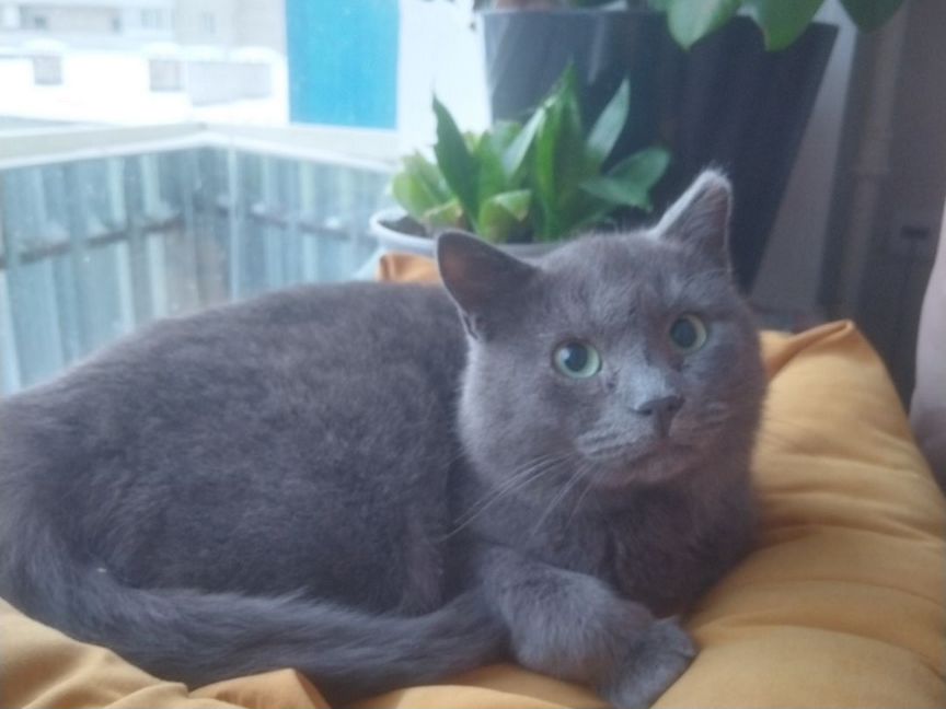 Кот