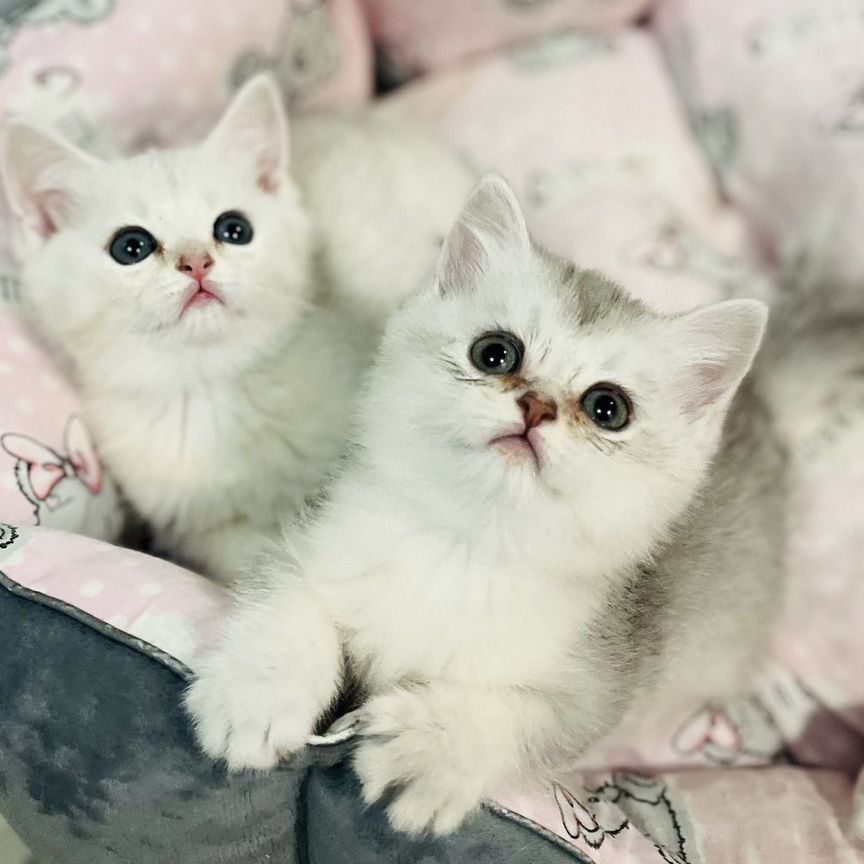 Британский короткошёрстный котёнок