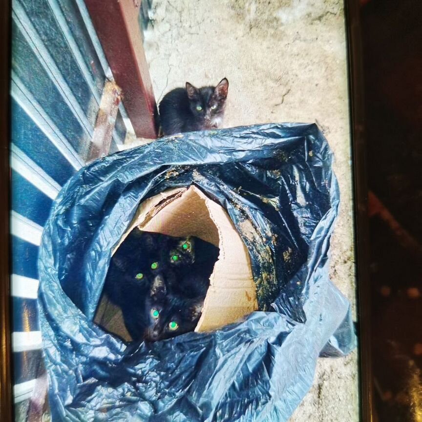 Котёнок в добрые руки