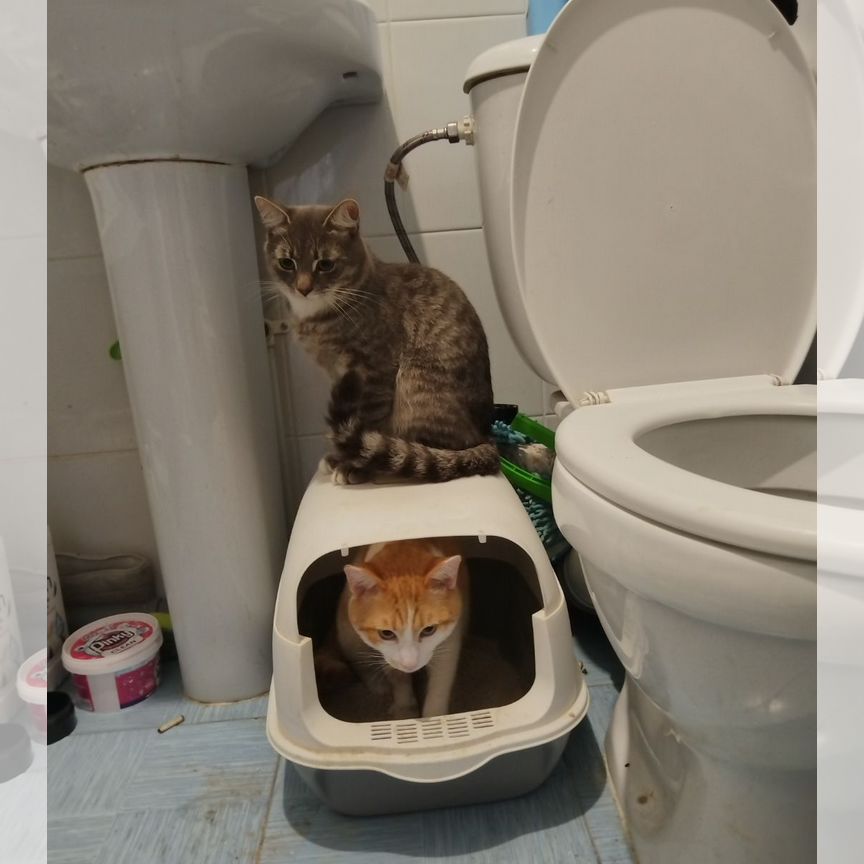 Взрослый кот в добрые руки