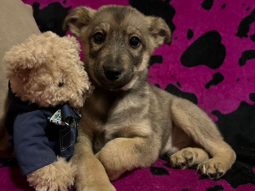 Щенок Тёма в добрые руки