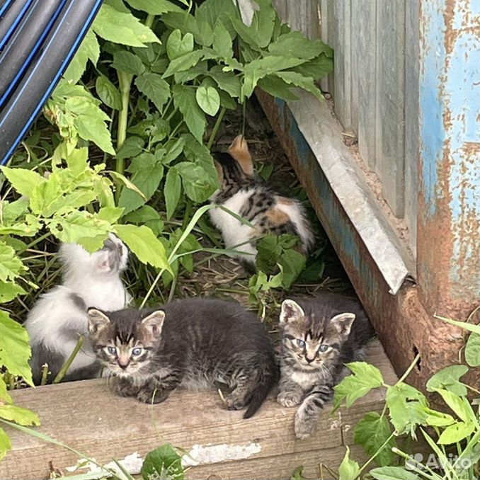 4 бездомных котёнка ищут дом