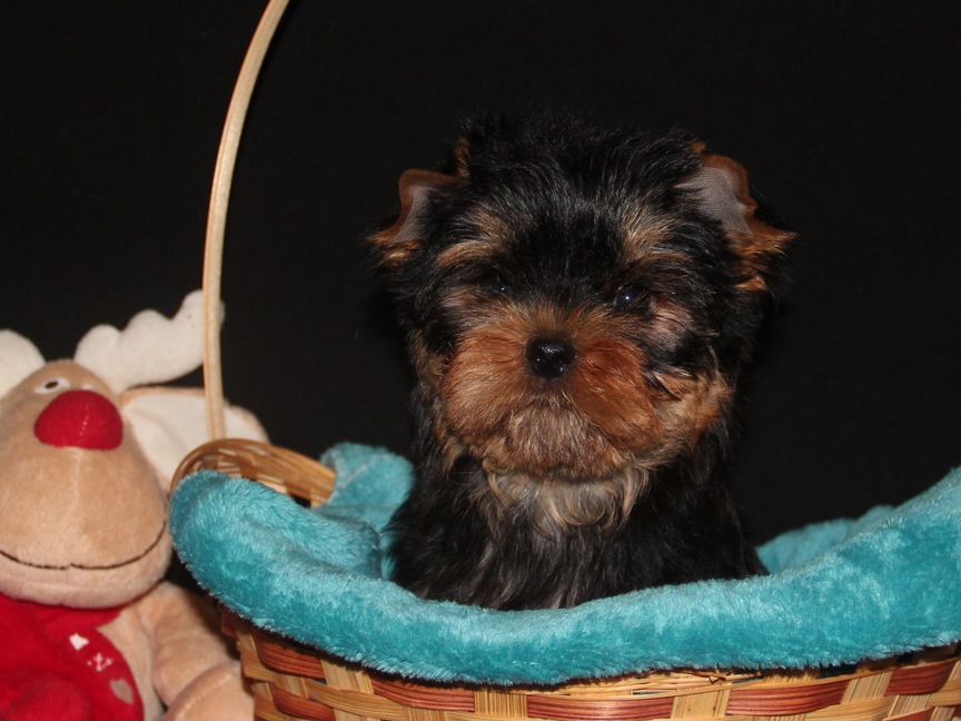 Детки йорка с документами РКФ