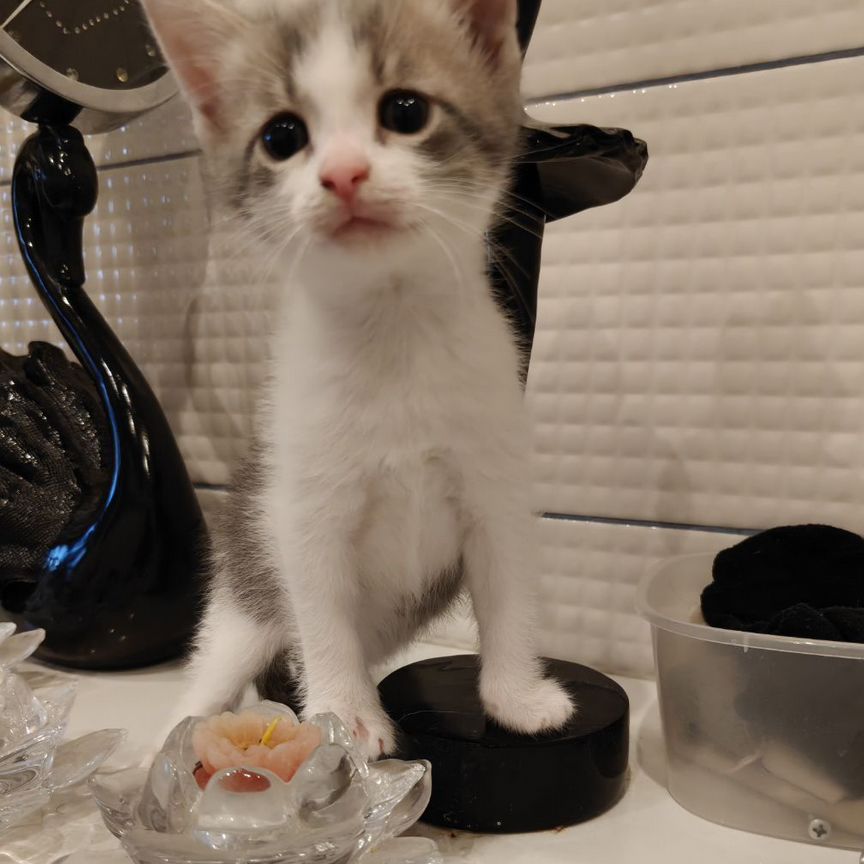 Котёнок от частного владельца