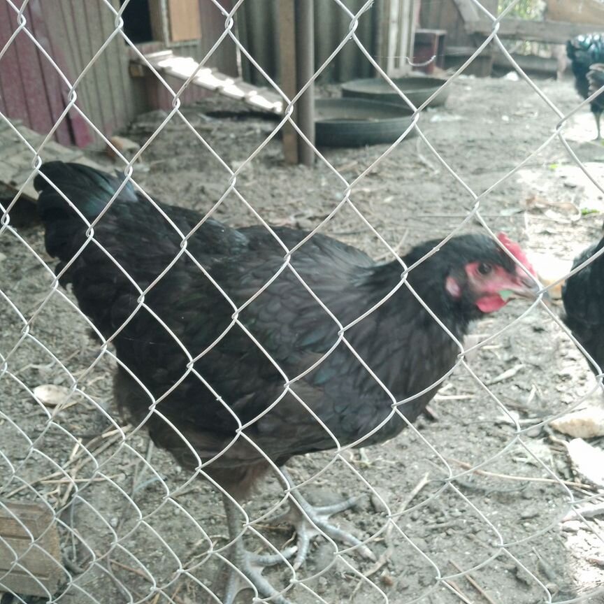 Джерсийский гигант