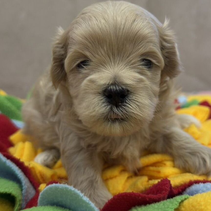 Мальтипу f1 мини baby face