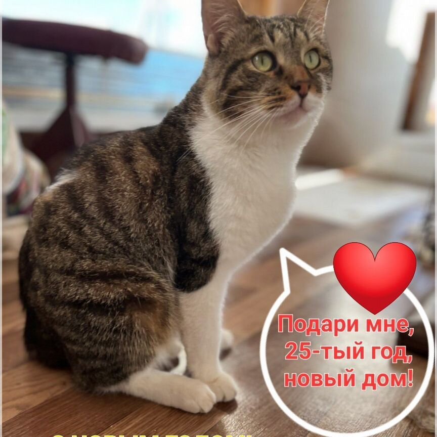 Подарите временный дом коту инвалиду