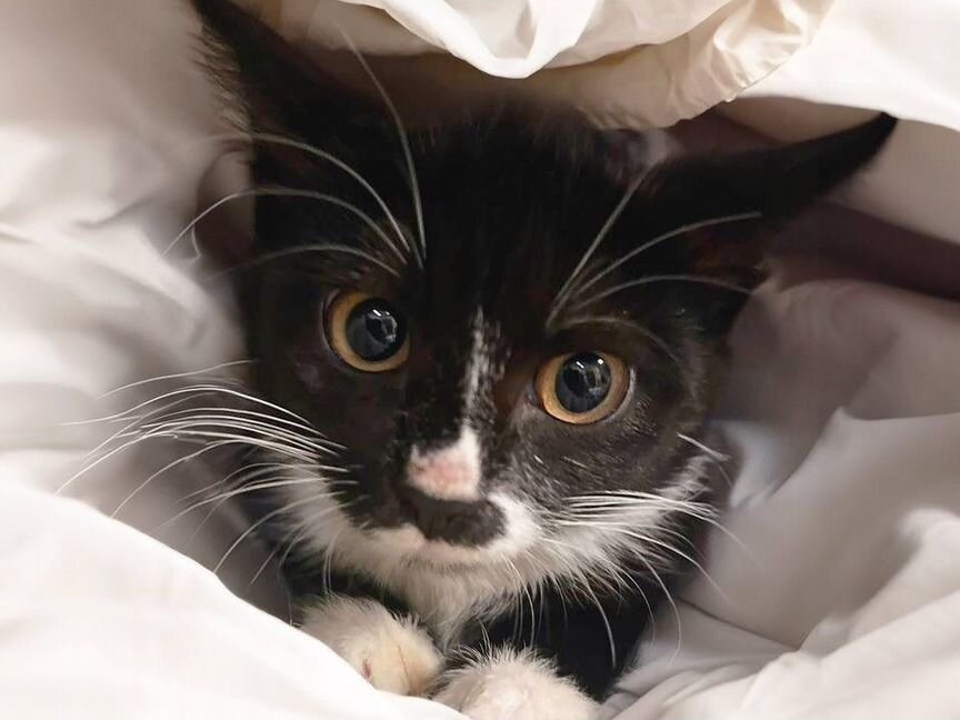 Котенок Кэри ласковый, здорова