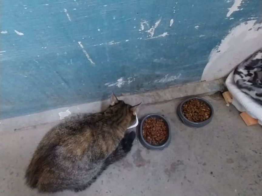 Найдена кошка