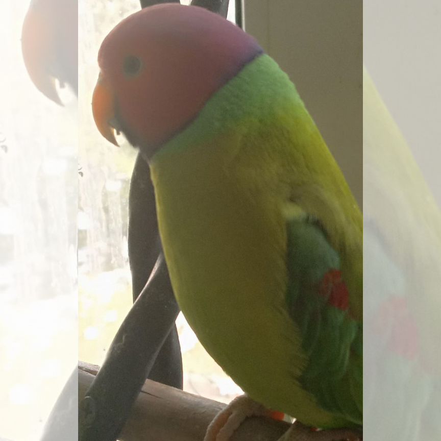 Попугай. Ручной