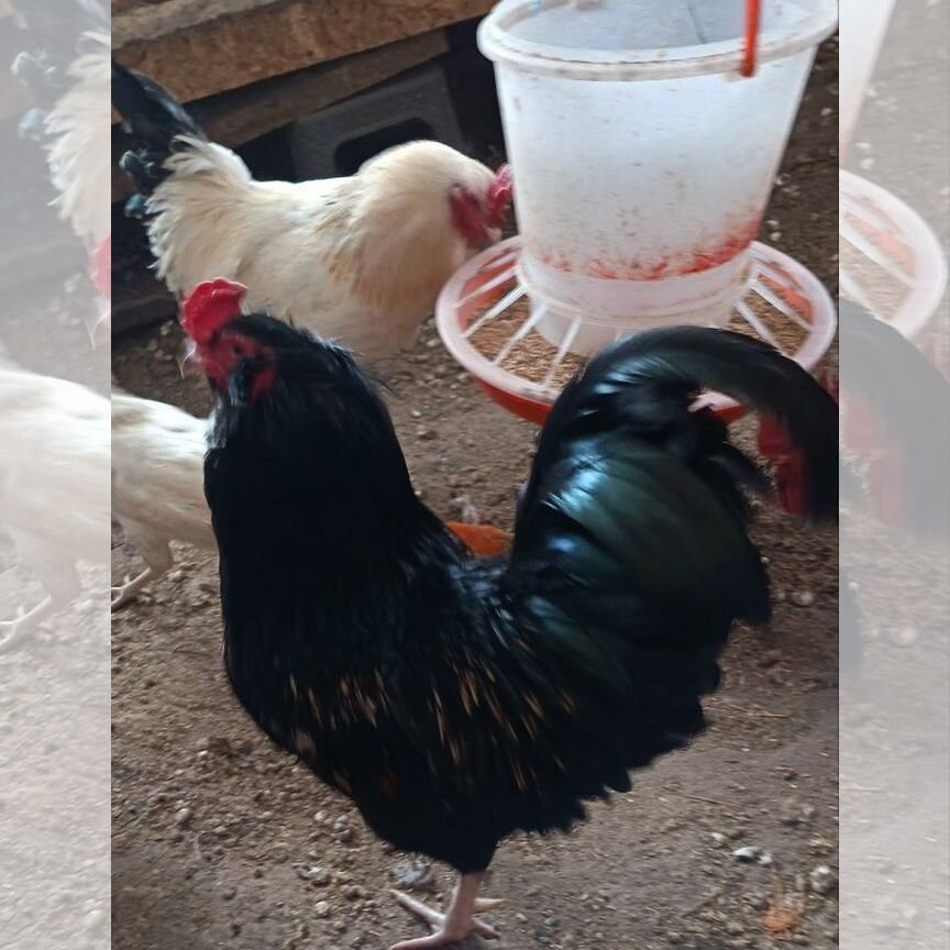 Петухи годовалые