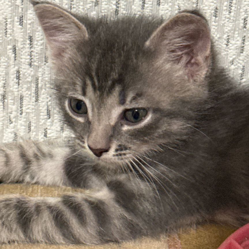 Котята 2 месяца