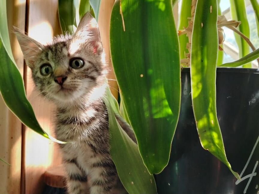 Кошки в добрые руки бесплатно