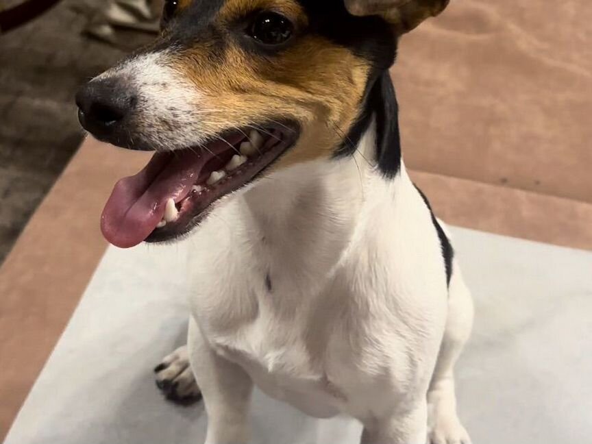 Щенки джек рассел терьер