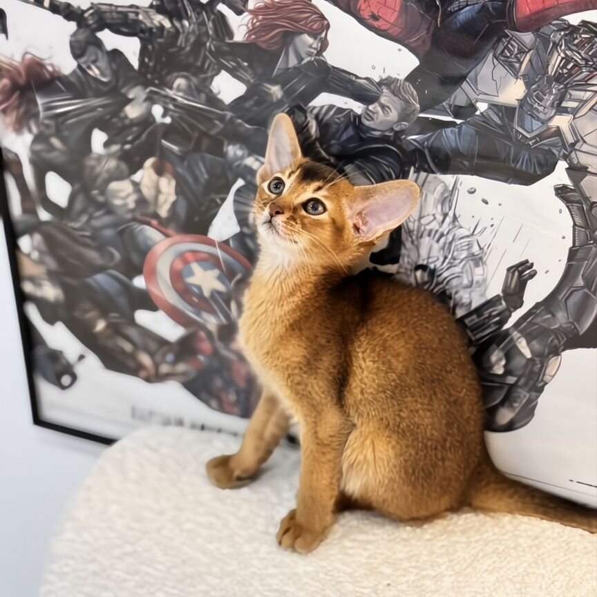 Абиссинский котёнок