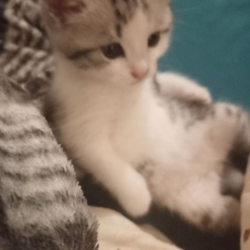 Полубританец