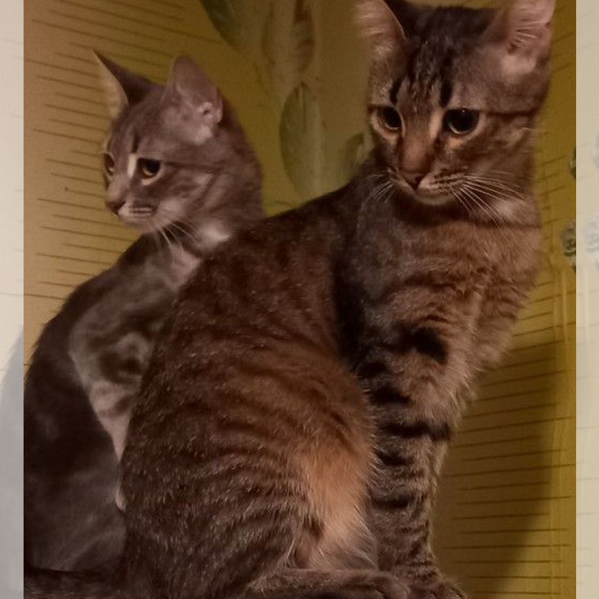Кошки в добрые руки