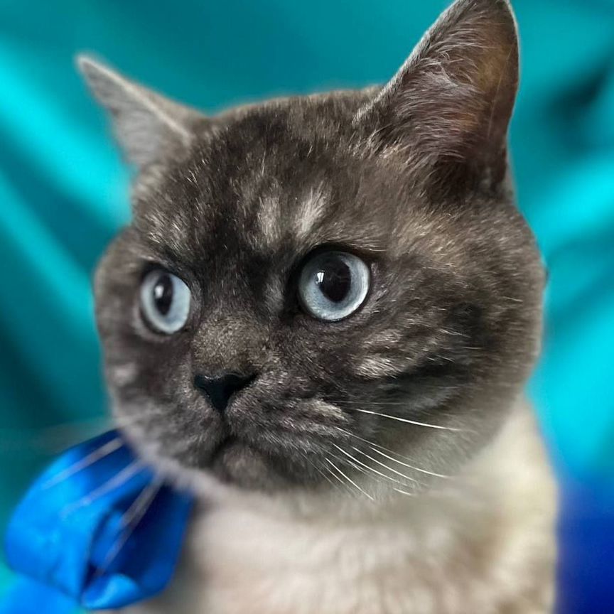 Взрослый кот в добрые руки