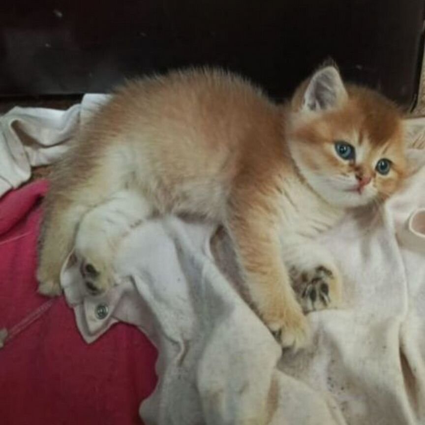 Котенок золото шиншила девочка