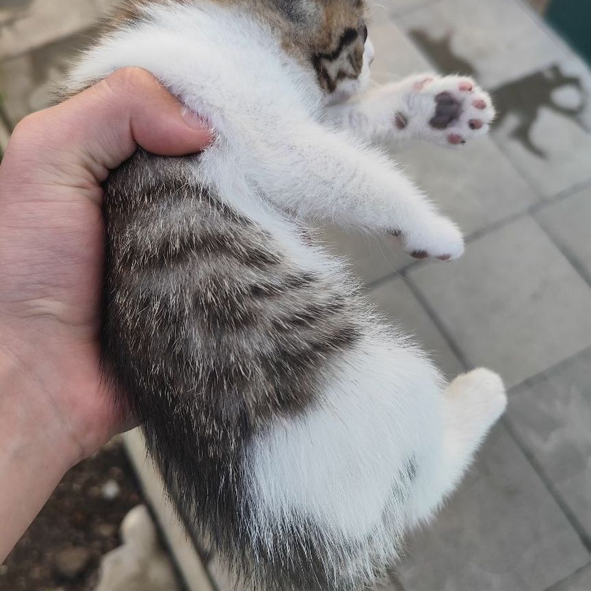 Отдадим кошечку в хорошие руки)