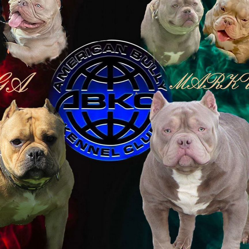 Два кобеля Американский Булли 1,5 мес