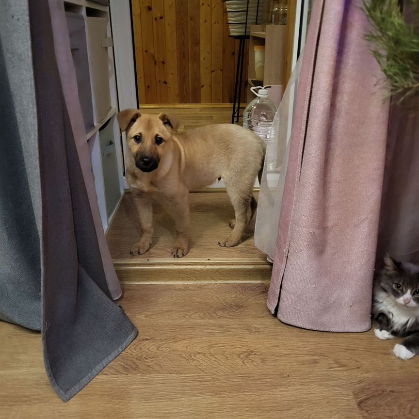 Щенок в добрые руки