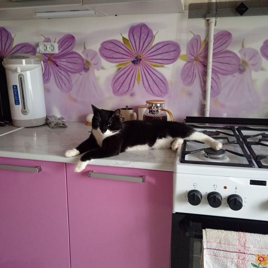Котик