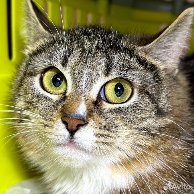 Милаша - нежная кошечка счастливым людям в дар