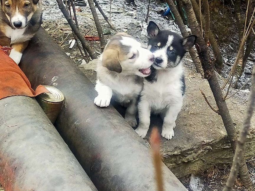 Собака в добрые руки щенки, мальчики