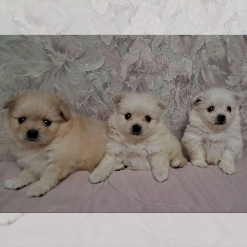 Померанский шпиц, щенок