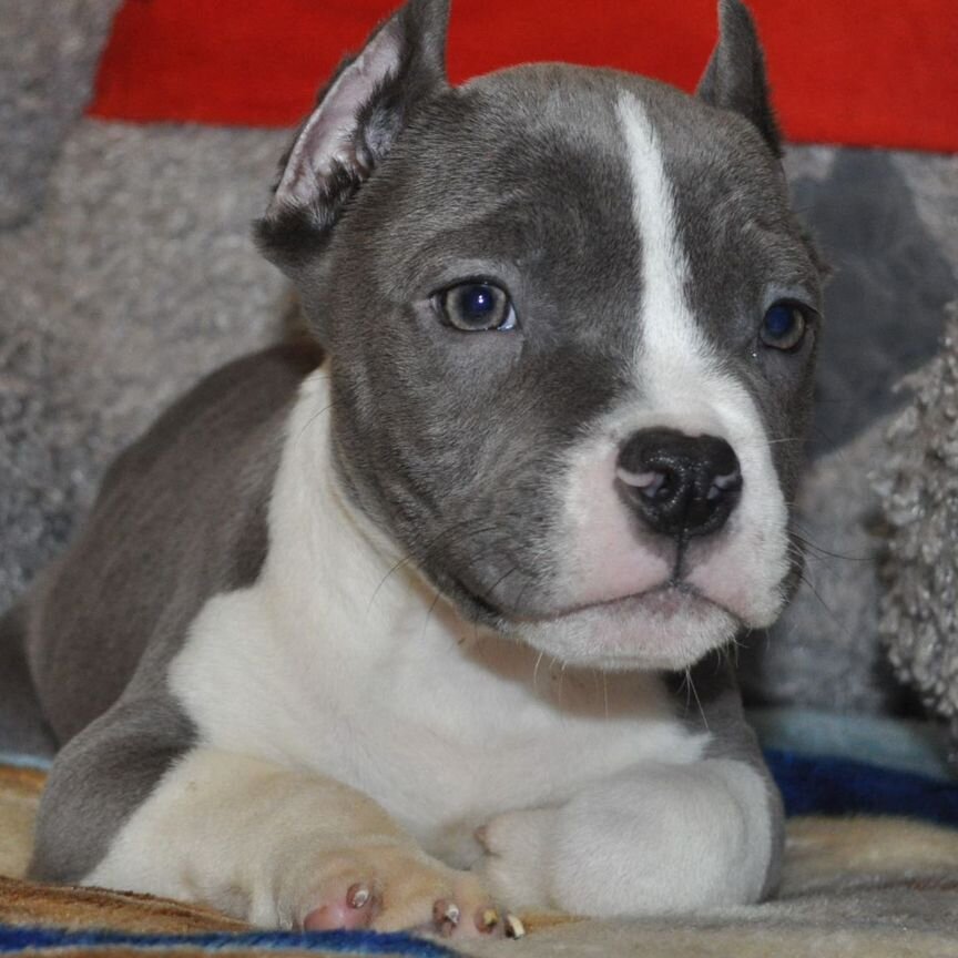 Американский булли, щенок