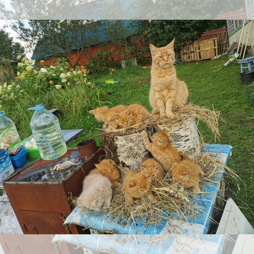 Отдам рыжих котят