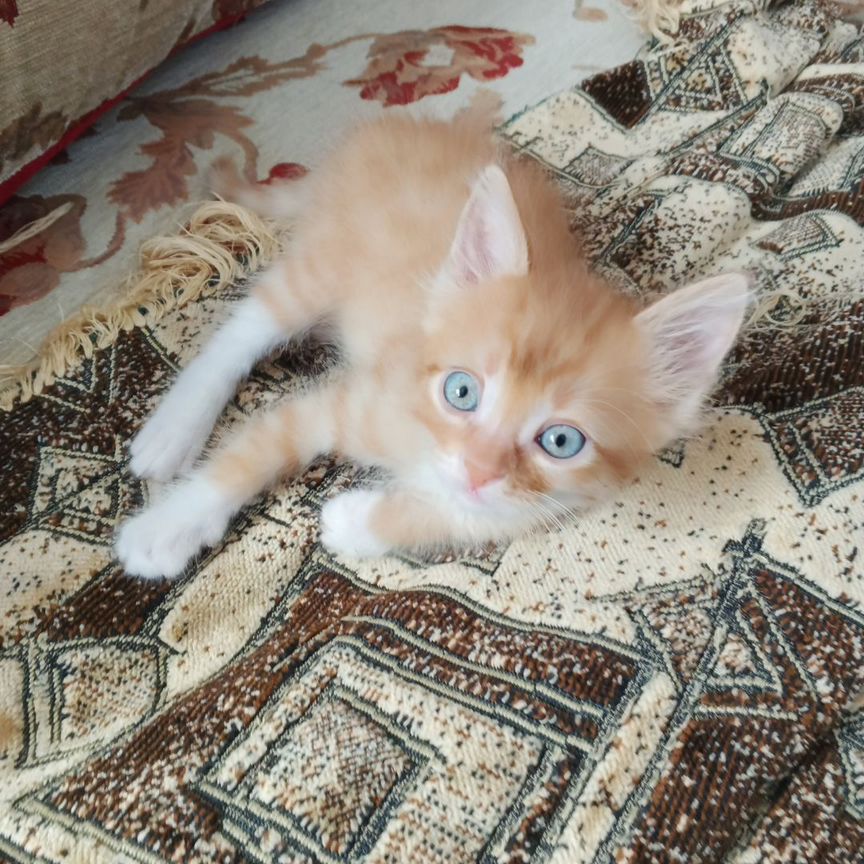 Веселые рыжики ищют себе любящего хозяина