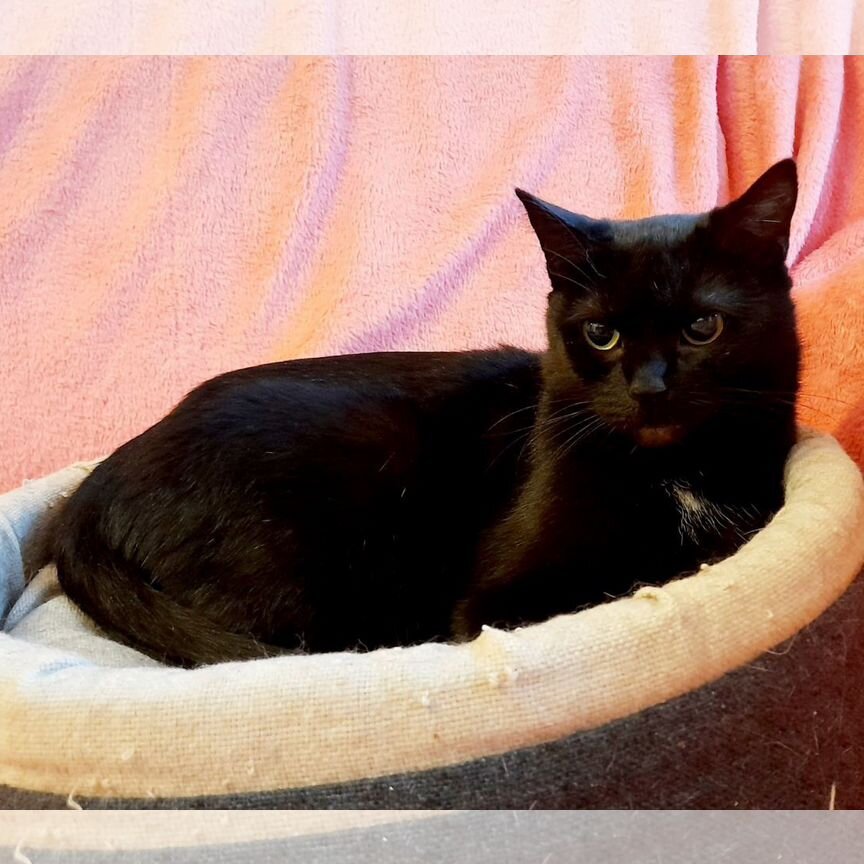 Взрослая кошка в добрые руки