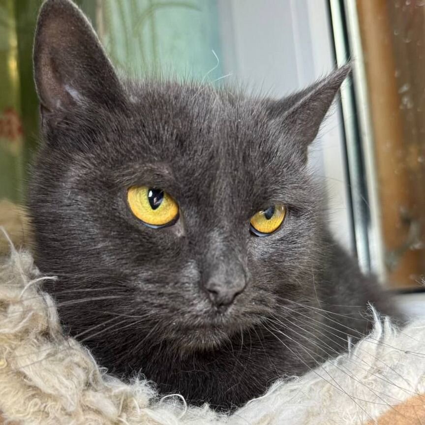 Взрослая кошка в добрые руки