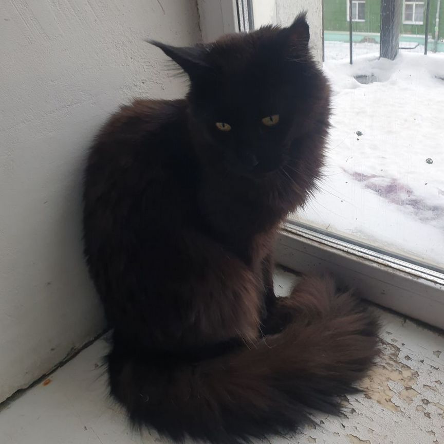 Домашние животные кошки