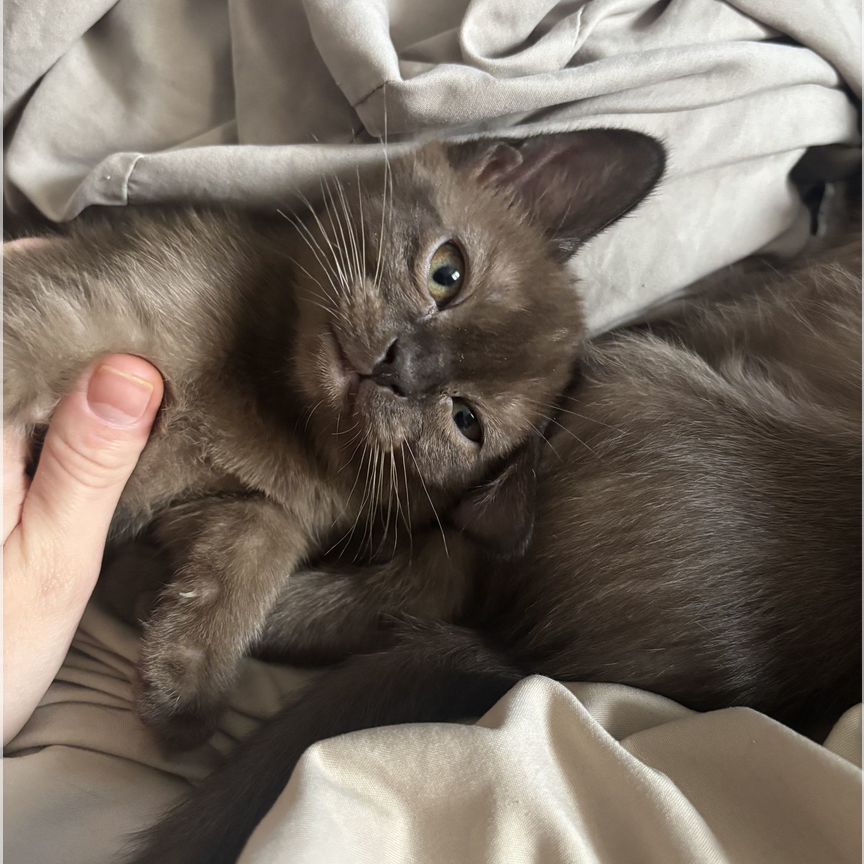 Европейский бурманский котёнок