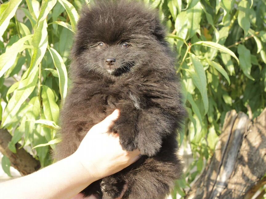 Блэк колор мальчик