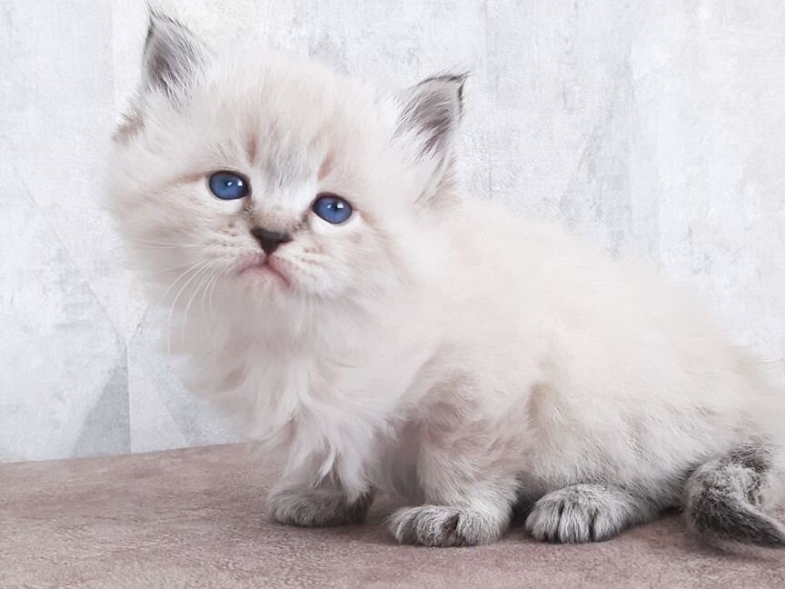 Самые красивые котятки