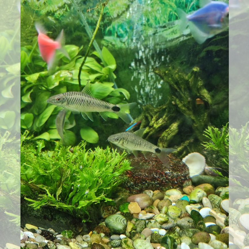 Рыбка водорослеед сетчатый